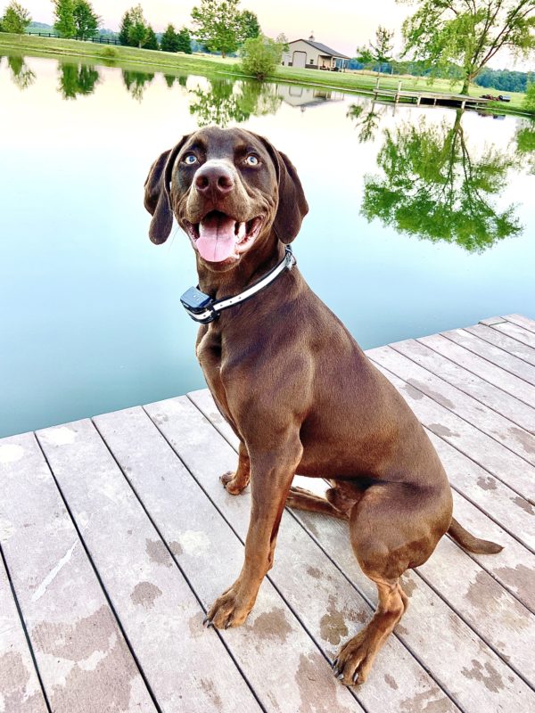 |Stella & Colt's Male Weizsla Puppy available | 812-709-1839
