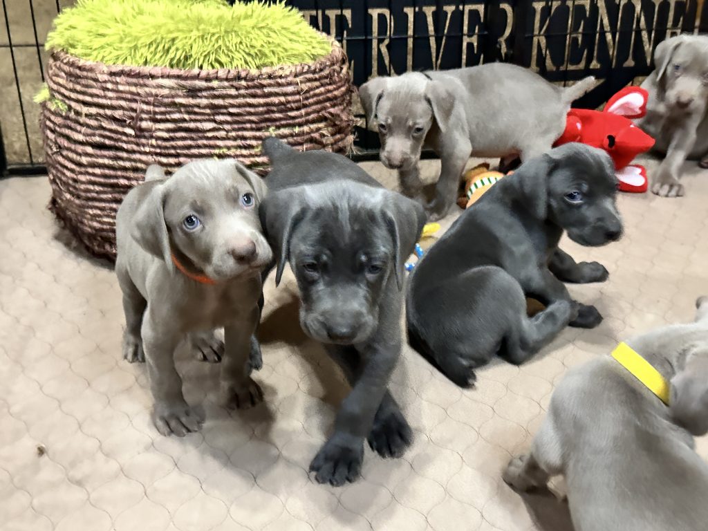 White River Kennels | # 812-709-1839