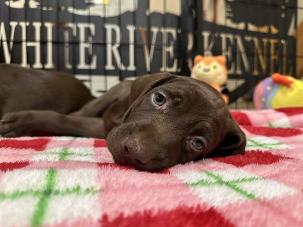 |Stella & Colt's Male Weizsla Puppy available | 812-709-1839